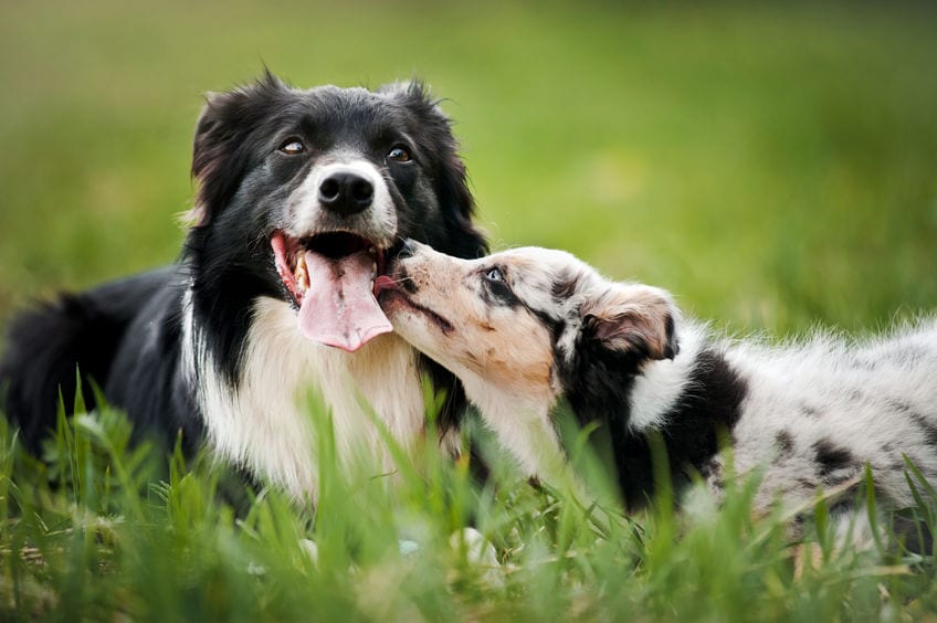 How To Help Your Dogs Get Along Family Puppies how-to-help-your-dogs-get-along-family-puppies