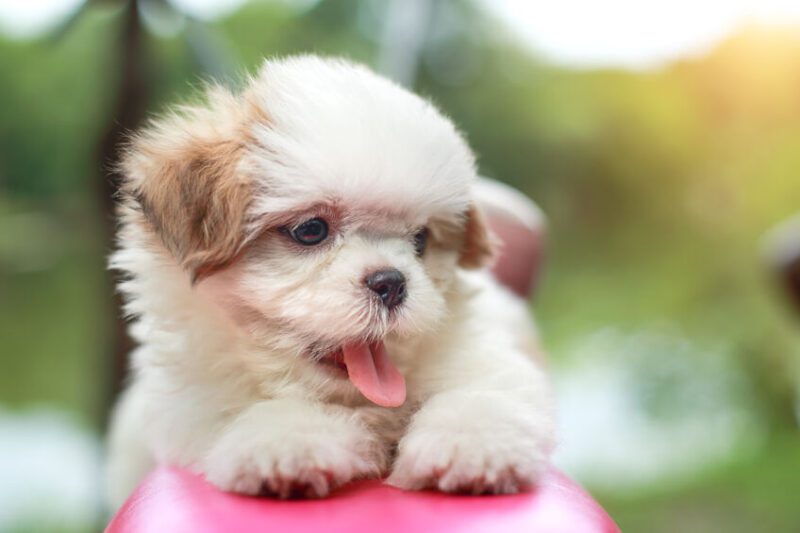 How to Keep Your Pooton Cool this Summer | Family Puppies