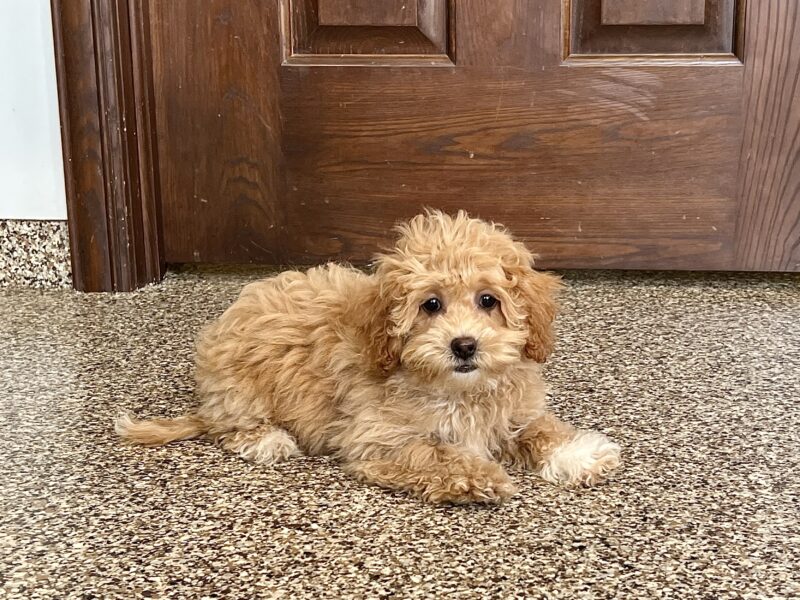 Playtime with Pootons: Fun and Safe Activities for Your New Puppy ...