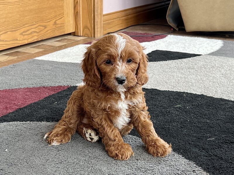 Top Fall Activities for Your Cavapoo | Family Puppies