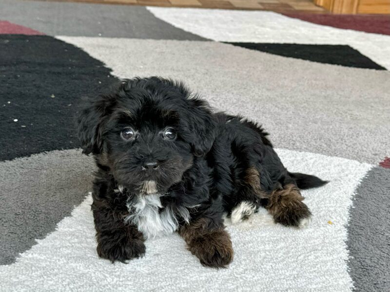Athena Female Havapoo - Family Puppies