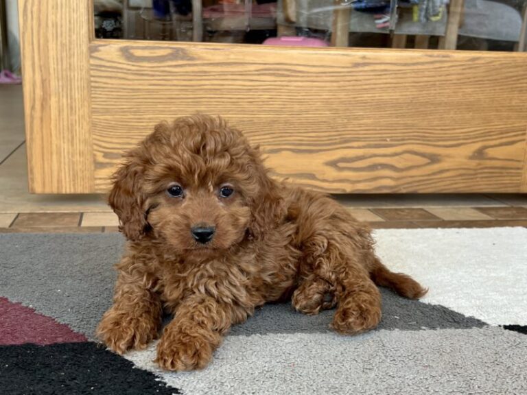 Cockapoo Puppies For Sale in Indiana & Ohio | Family Puppies