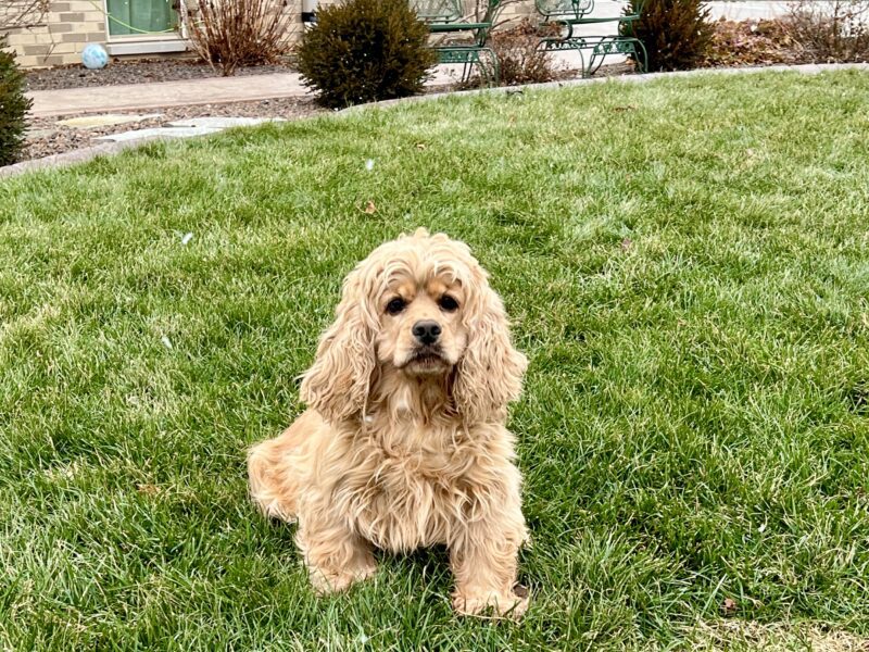 Cockapoo Mom – Ginger - Family Puppies