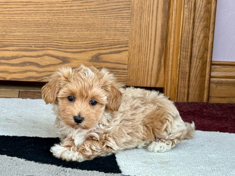 Franklin Male Havapoo - Family Puppies