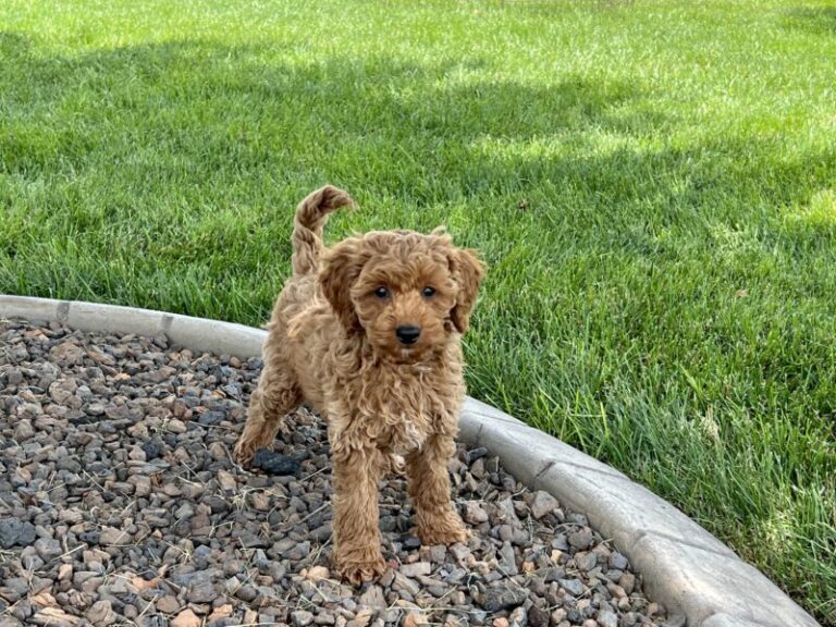 Cockapoo Puppies For Sale in Indiana & Ohio | Family Puppies