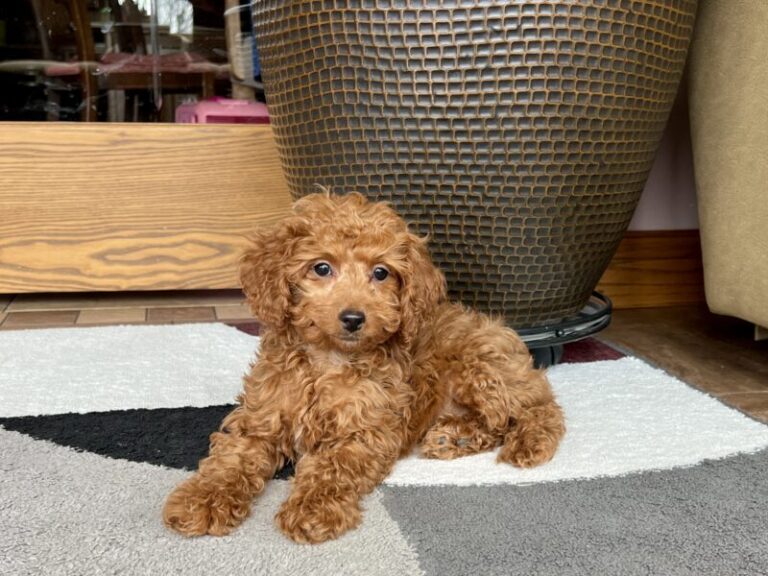 Cockapoo Puppies For Sale in Indiana & Ohio | Family Puppies