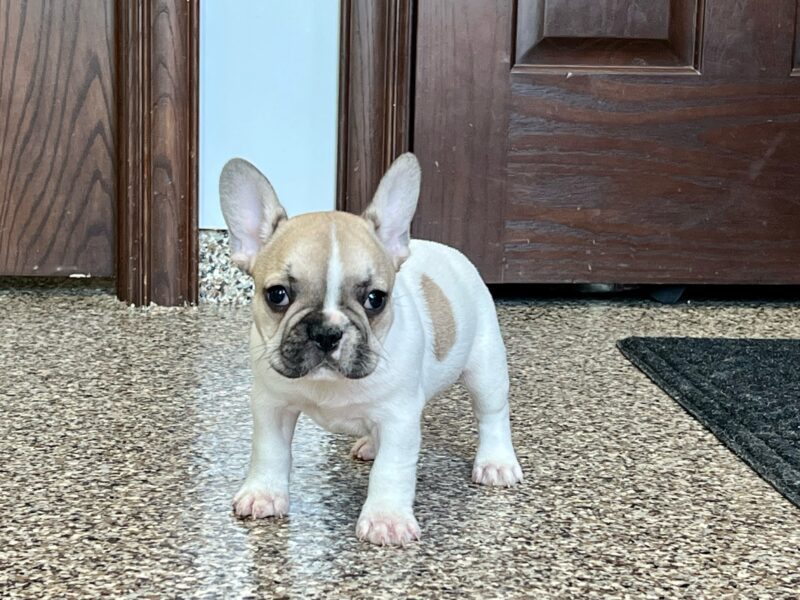 Sheba Female - Family Puppies