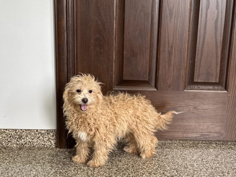 Pooton Puppy Breeder in Indiana | Family Puppies