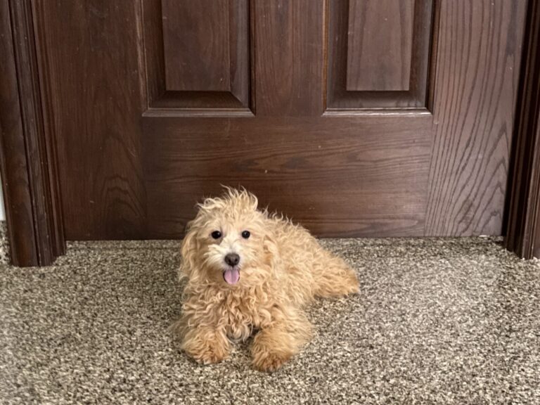 Pooton Puppy Breeder in Indiana | Family Puppies