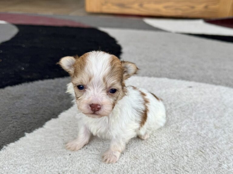 Havanese Puppies For Sale & Breeders in Cincinnati Ohio & Indiana ...