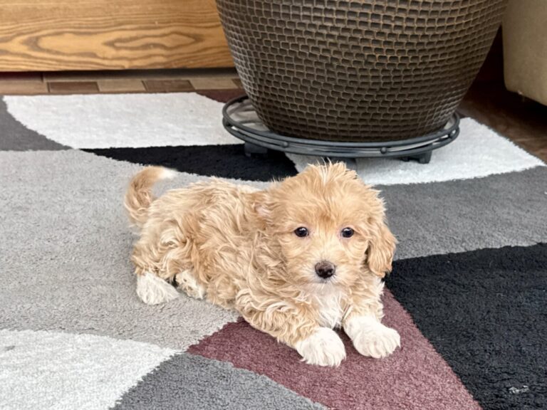 Pooton Puppy Breeder in Indiana | Family Puppies