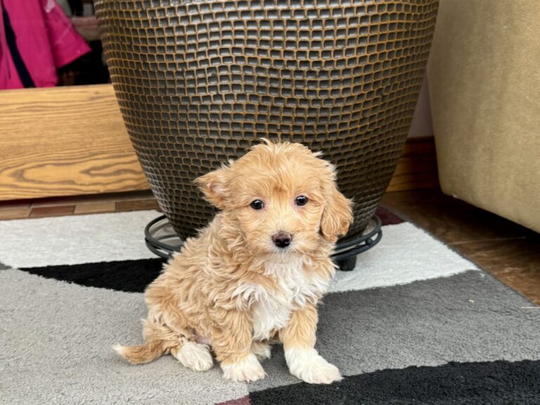 Pooton Puppy Breeder in Indiana | Family Puppies